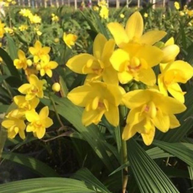 Orkid pinang kuning / Yellow Bright Spathoglottis orchid | Shopee Malaysia