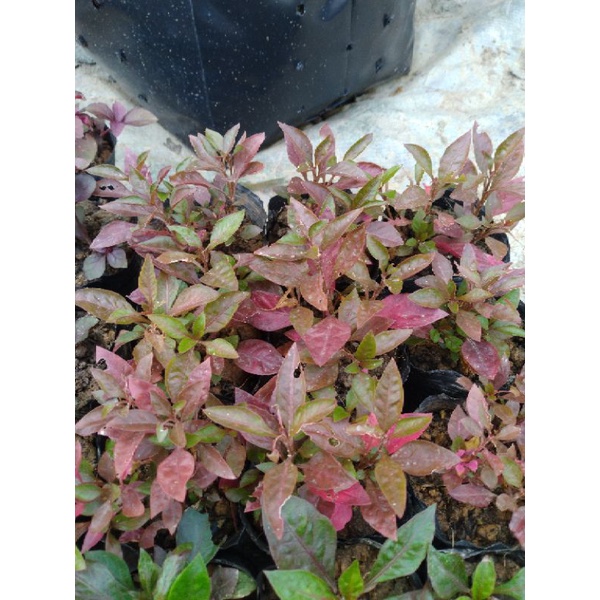 POKOK RENEK- ALTERNANTHERA RED SESSILIS (anak pokok) VIRAL. | Shopee ...