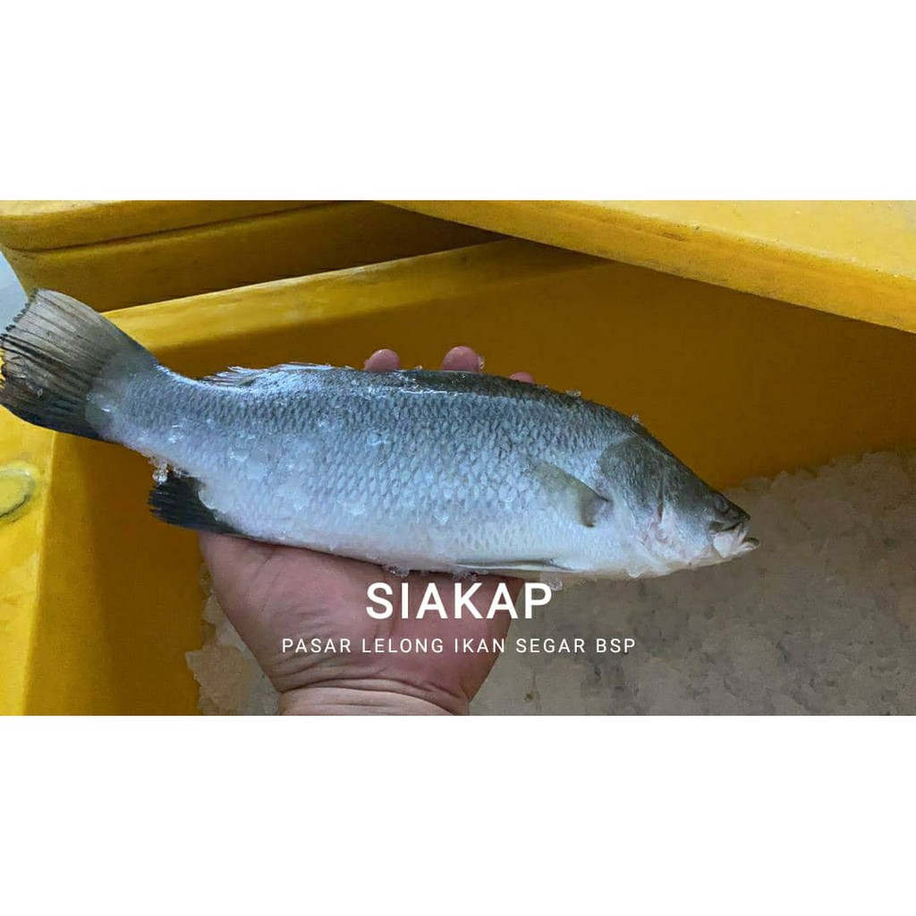 Ikan Siakap Segar/ Fresh Seabass | Shopee Malaysia
