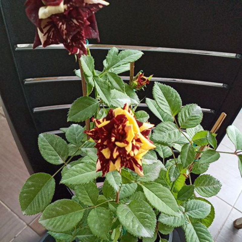 Bunga Rose Kampung Tahan panas / dekorasi bunga/ pokok hidup | Shopee Malaysia