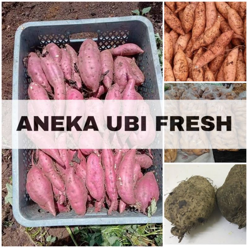 UBI KELEDEK / UBI KELEDEK PURPLE / UBI BADAK / UBI KEMILI | Shopee Malaysia