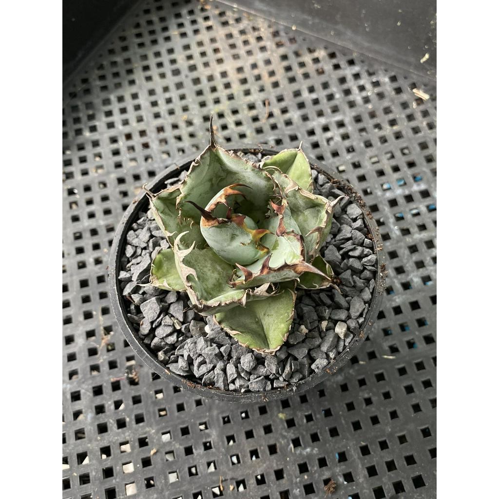 Augustfame - Agave titanota Blue Ball 蓝鲸严龙 龙舌兰 | Shopee Malaysia