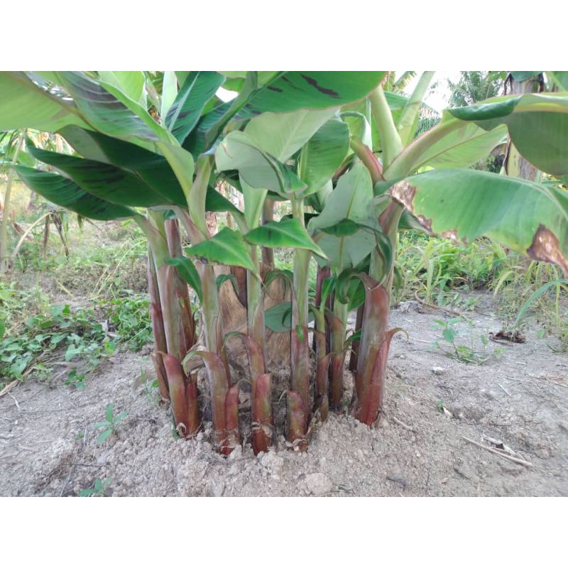 anak benih pisang tanduk,berangan,awak,abu,nangka,emas,rastali,kari ...