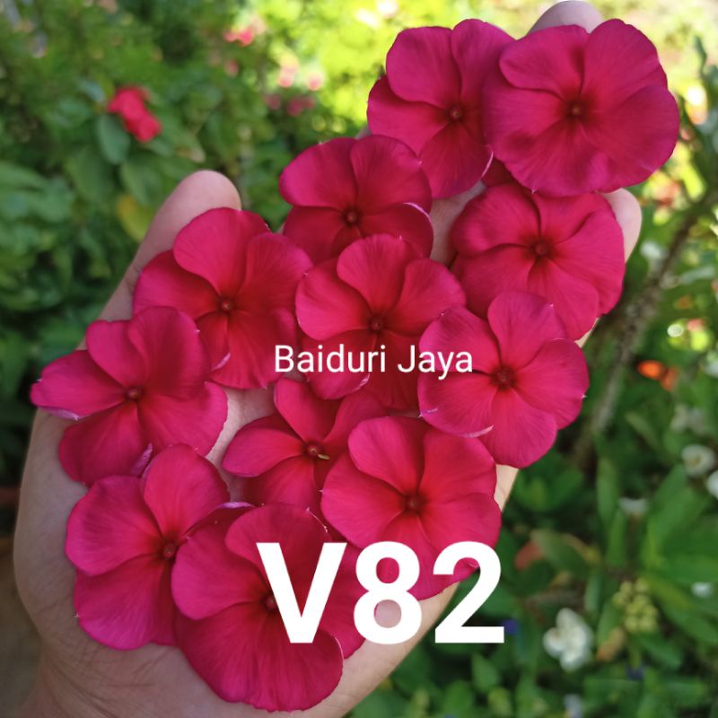 10 OR 20 PCS VINCA SEED MERAH HATI (V82) JENIS TEGAK | Shopee Malaysia