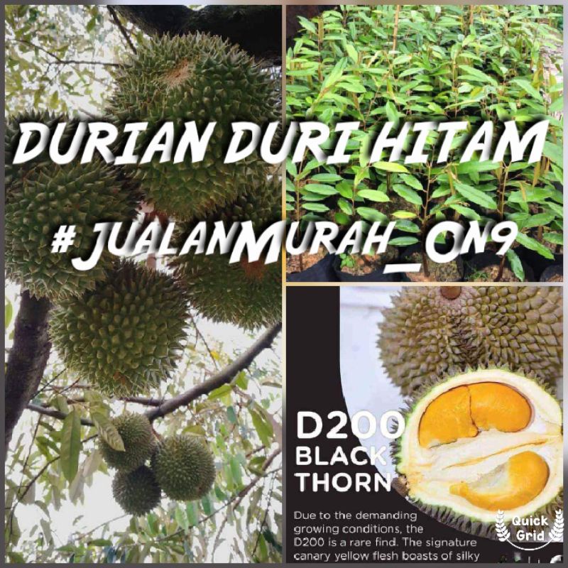 ANAK POKOK DURIAN DURI HITAM@BLACK THORN | Shopee Malaysia