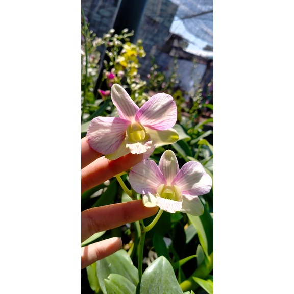 Den. Pink Strip | Shopee Malaysia