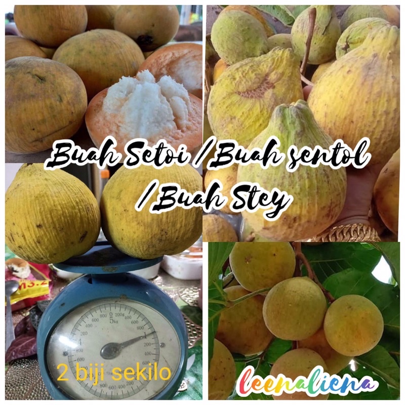 Buah Setoi BANGKOK /Buah sentol /Buah 1+ KG ( 2 -3biji berat lebih dari ...