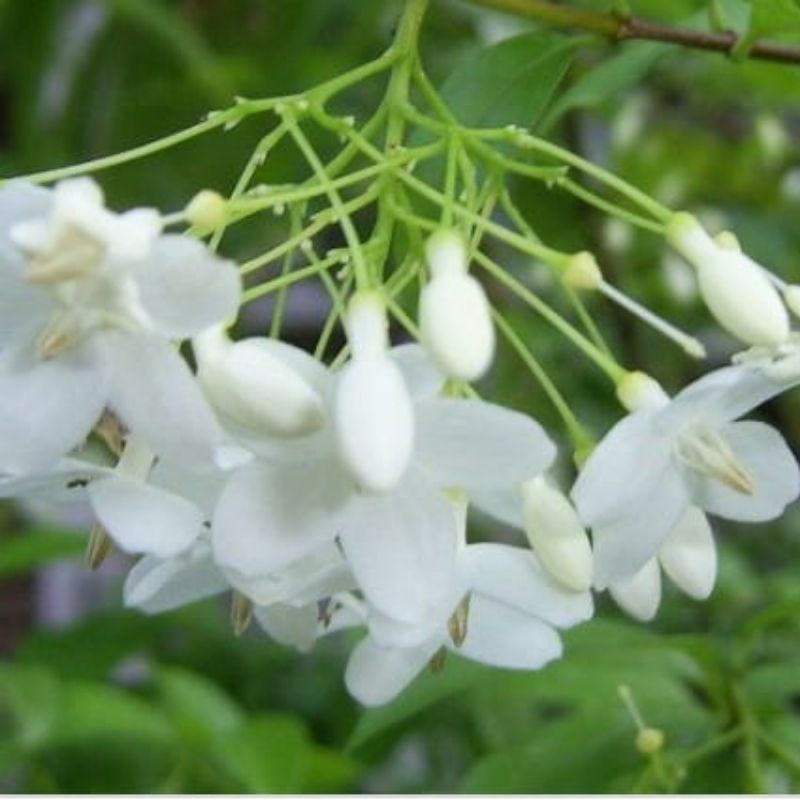Pokok Jeliti ( Anak Pokok ) VIRAL. | Shopee Malaysia