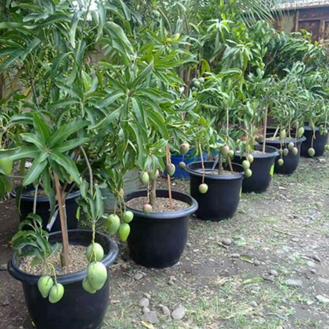 POKOK MANGGA HARUM MANIS HYBRID/ Mango Tree (Harum Manis) | Shopee Malaysia