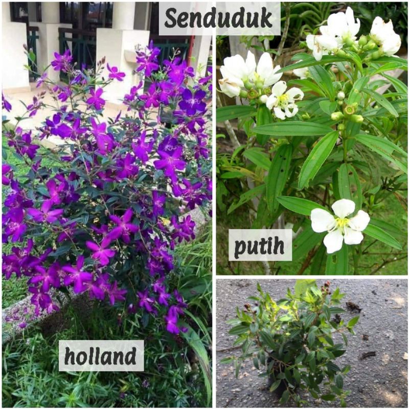 Pokok Senduduk Holland bunga besar terang Putih biru baldu hybrid ...