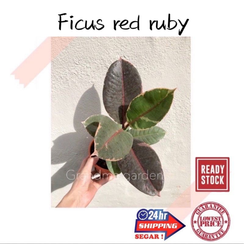 (GG real plant) ficus ruby red ^ elastica rubber fig anak pokok hidup ...