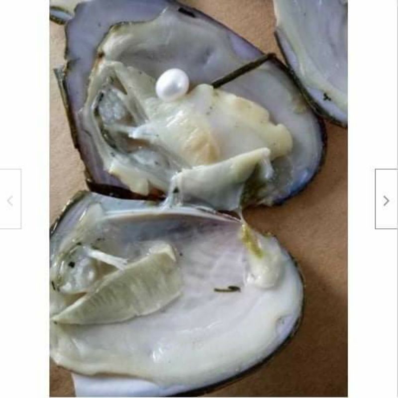 10pcs Real pearl oyster Individually Fresh Water Wrapped Akoya Oysters ...