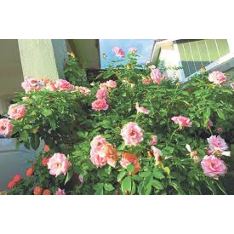pokok Rose Tahan Panas Pelbagai Colour | Shopee Malaysia