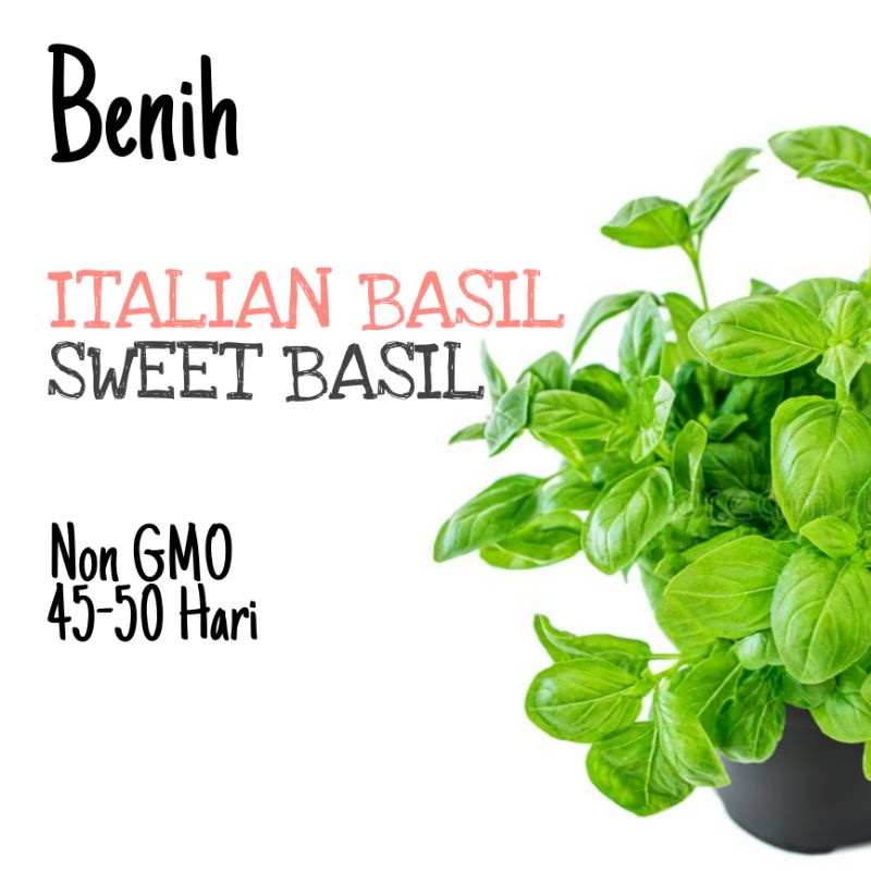 BENIH Italian Basil ｜Sweet Basil Seeds 罗勒籽 种子 SL58 | Shopee Malaysia