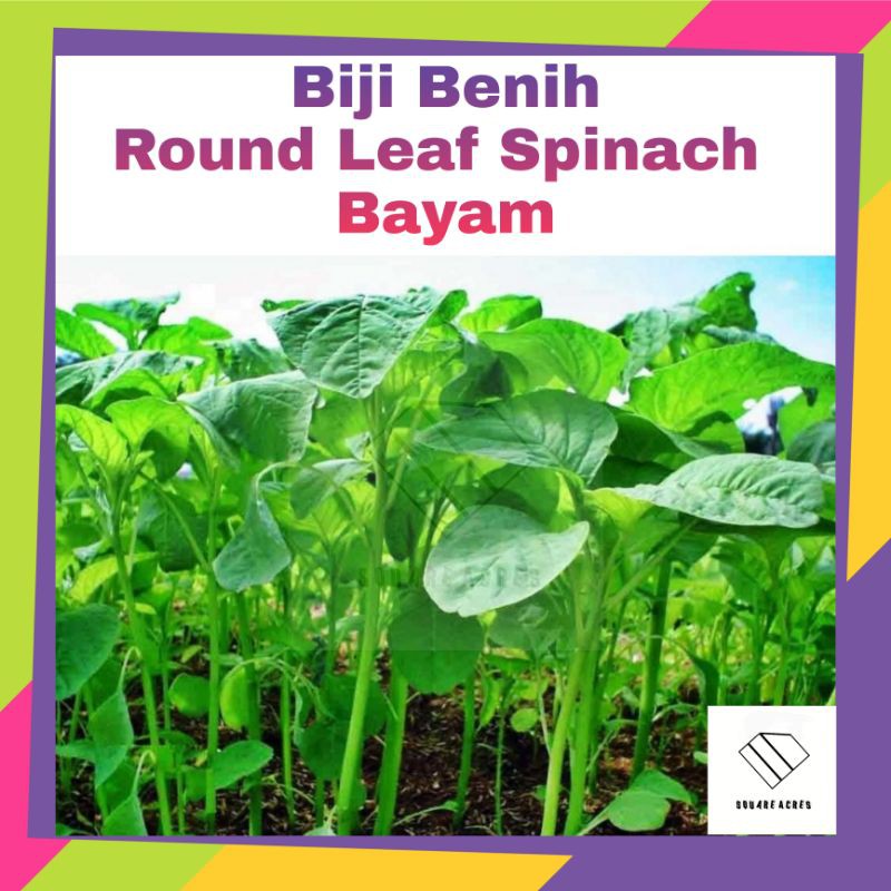 11g Biji Benih Bayam Hijau Bulat Green Leaf Spinach (SL15) High Quality ...