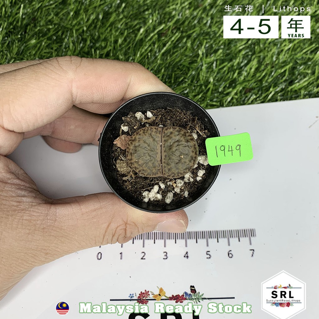 BIG Lithops bromfieldii Live Plant in Malaysia 紫柘榴屁屁生石花 【READY STOCK/现货 ...