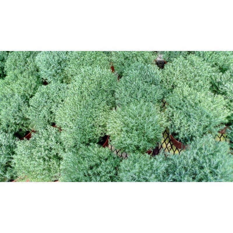 Anak Pokok Rhu Bulat Cantik Round Pine Tree Live Plants Anak Pokok Ru ...