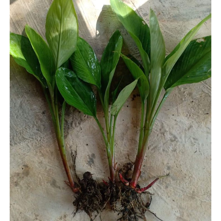 Benih Pokok Temu Kunci | Shopee Malaysia