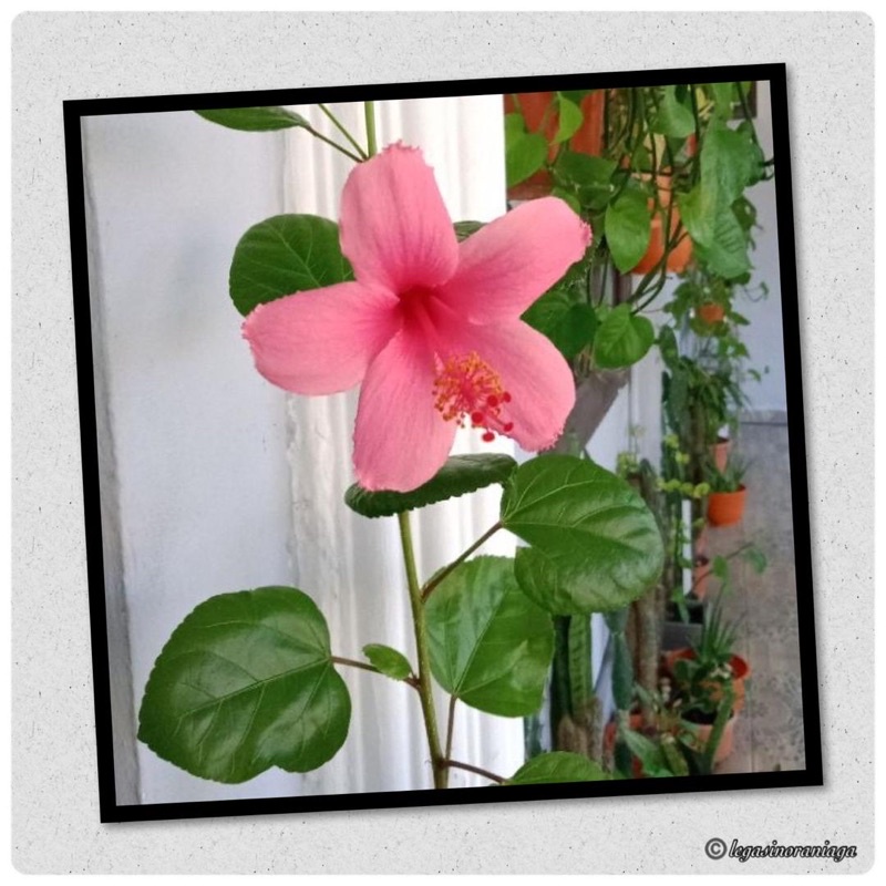 ANAK POKOK BUNGA RAYA (Pink) | Shopee Malaysia