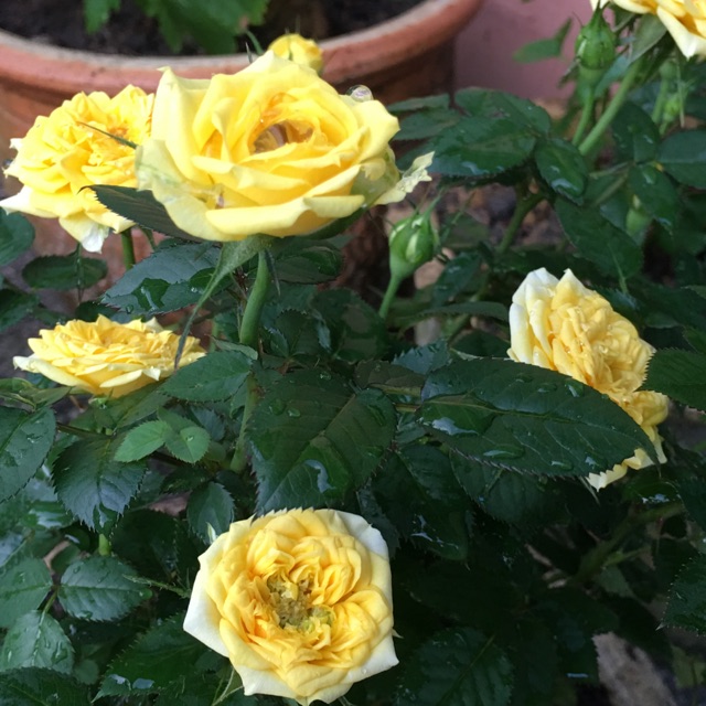 Baja Rose 3in1 untuk 300pokok ( HIGH QUALITY 1500GRAM FERTILIZER )+FREE ...