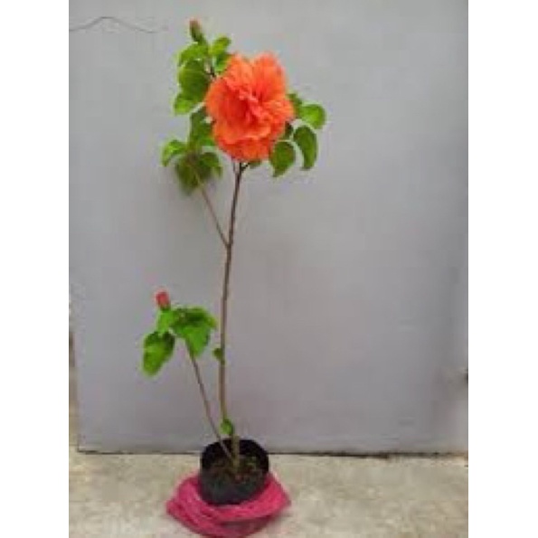 POKOK BUNGA RAYA OREN | Shopee Malaysia