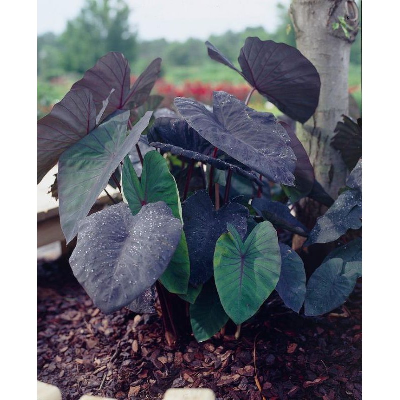 🌲buy1free1🌲alocasia black magic colocasia caladium keladi hitam ...