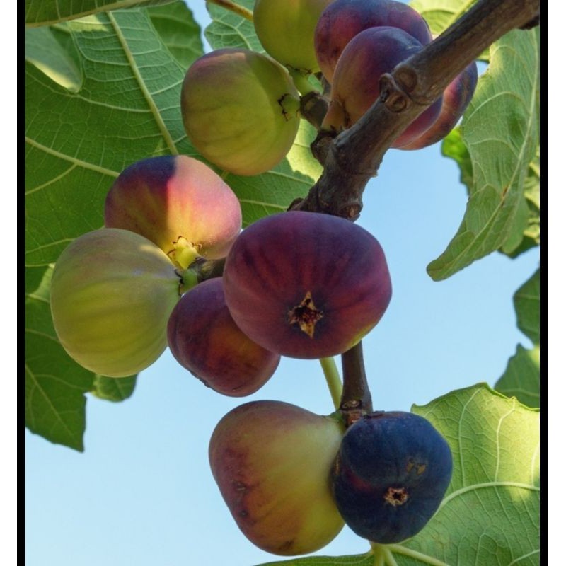 Pokok Tin Hybrid / Hybrid Fig Tree Plant ( fresh cutting ) | Shopee ...