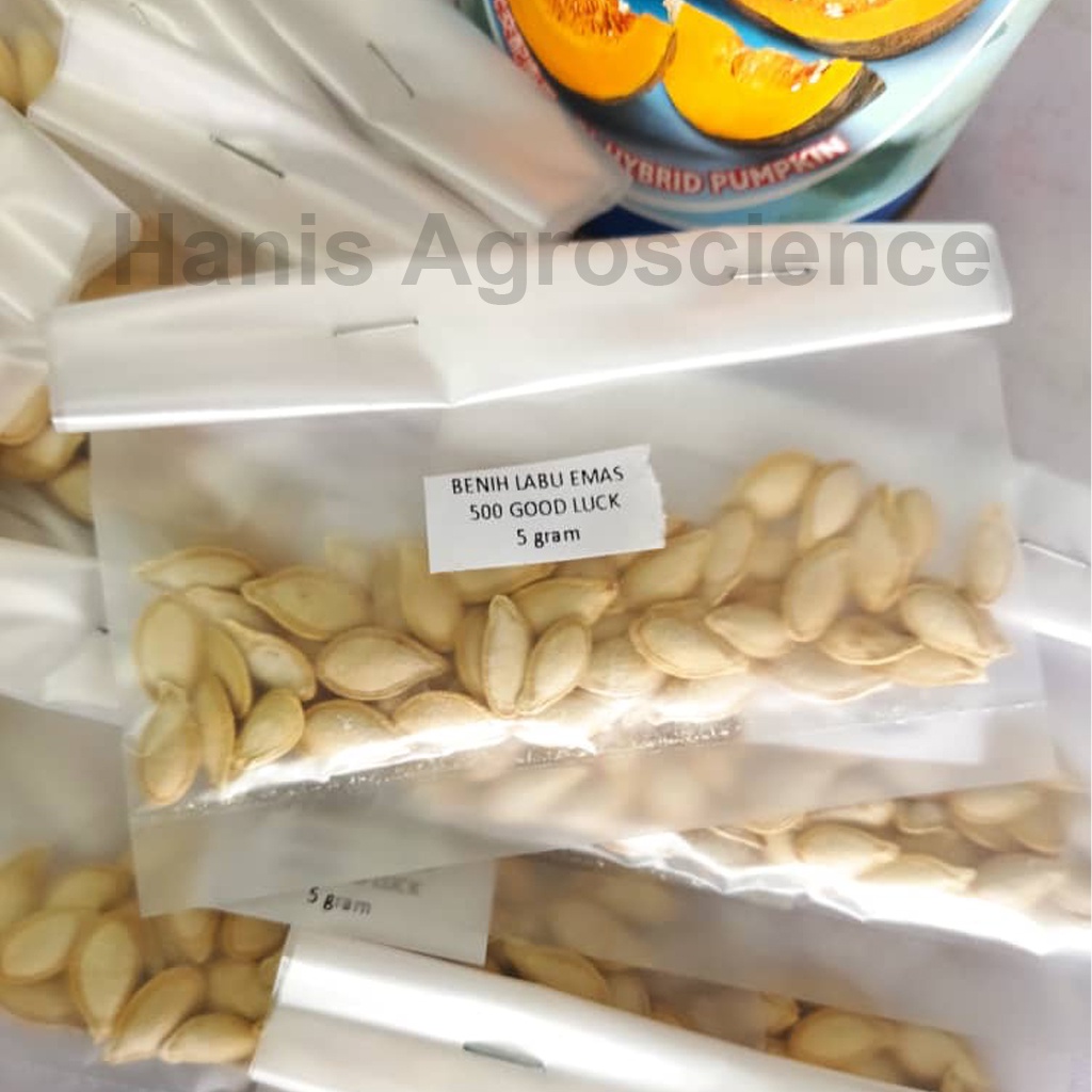5g Benih Labu Emas 500 Good Luck Benih Labu F1 Hybrid Senang Tumbuh ...