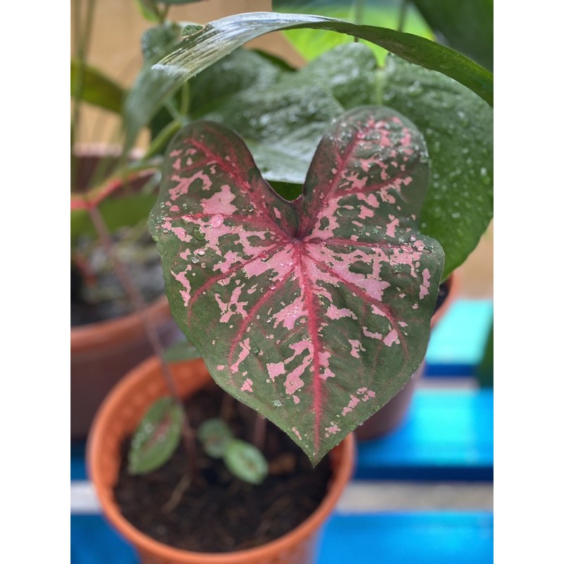 KELADI / CALADIUM - athari flowers | Shopee Malaysia