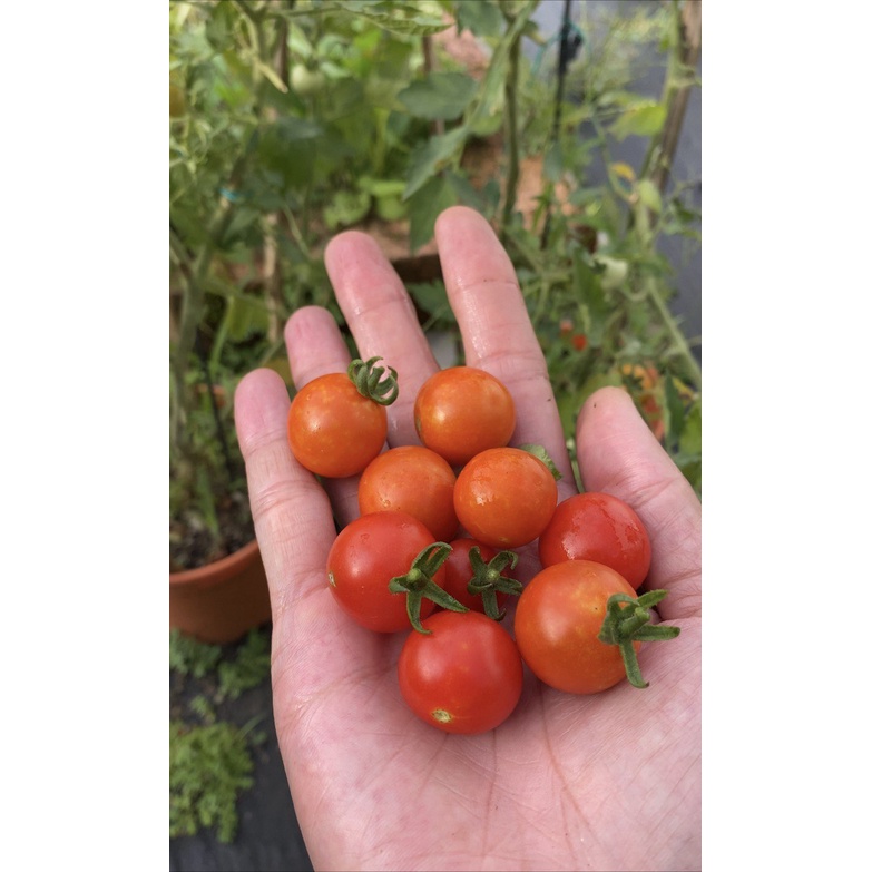 Tomato Ceri/Tomatoes Cherry (Benih Tomato Ceri) | Shopee Malaysia