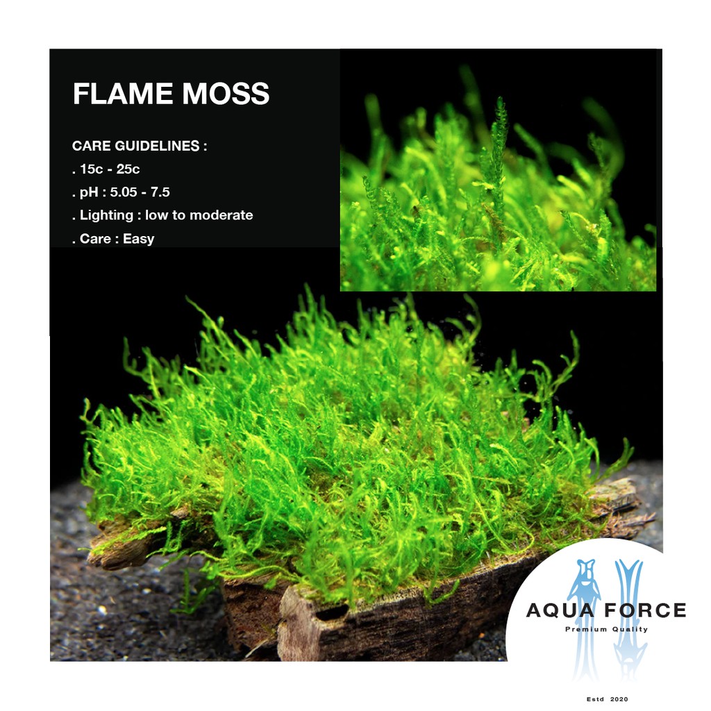 JAVA MOSS / PELIA MOSS / CHRISTMAS MOSS / MOSS TREE - aquarium ...