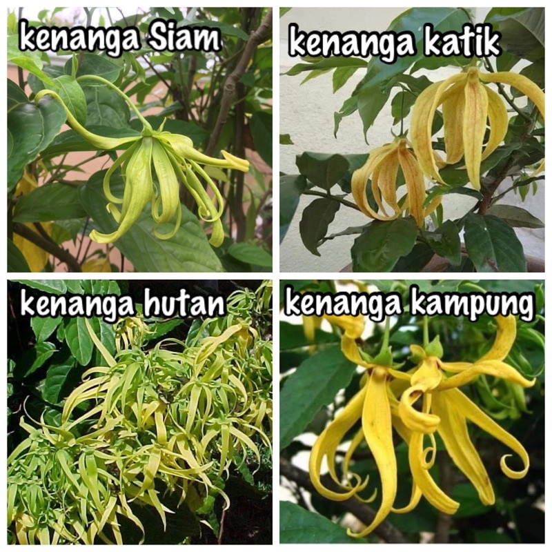 Pokok bunga wangi kenanga Siam, kenanga hutan, kenanga katik, kenanga ...