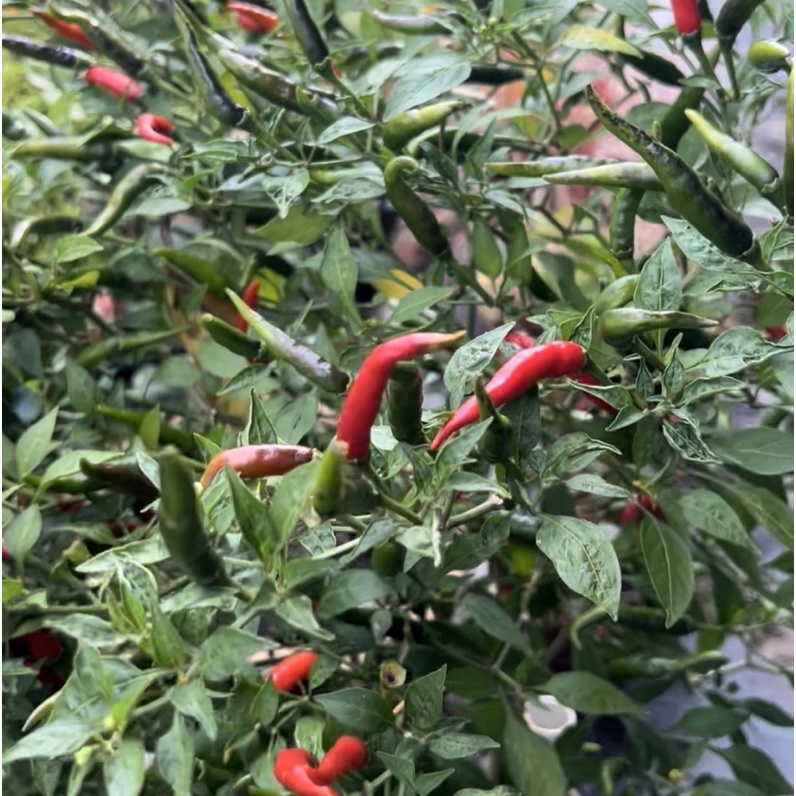 Blooms Nursery Bird's Eye Chili | Cili Padi | Cili Api | Cili Burung ...