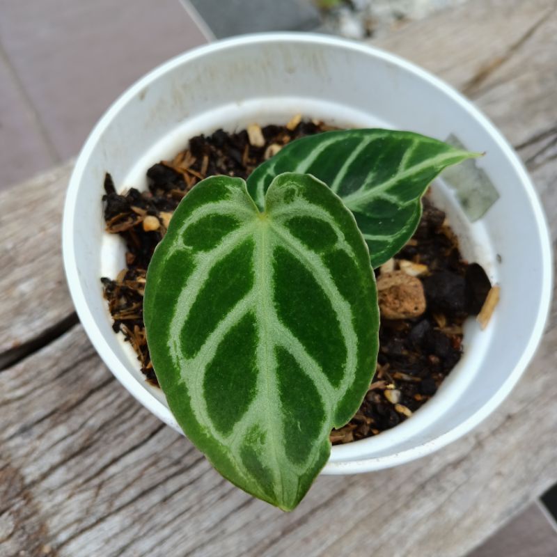 ANTHURIUM CRYSTAL HOPE | Shopee Malaysia