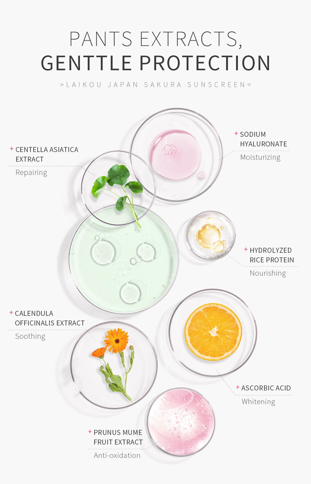 LAIKOU JAPAN Sakura Sunscreen Whitening SPF 50 PA+++ UV Protector 50g ...