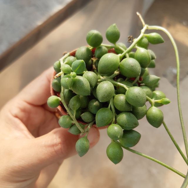 String of pearl (5cm in pot) | Shopee Malaysia