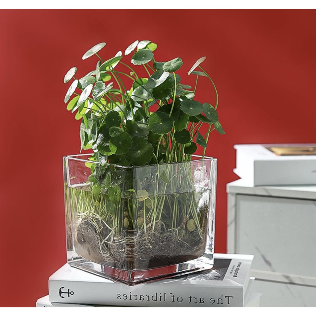 Plant Glass Vase Pasu Kaca High Quality Flower Pot Decoration Indoor ...