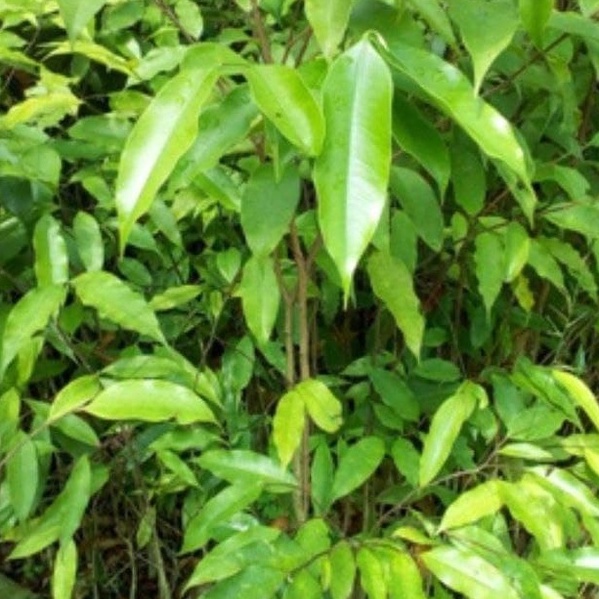 Daun Gaharu Fresh 300g | Shopee Malaysia