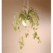 [REAL PLANTs] Pokok Labah-Labah (Spider Plant) | Shopee Malaysia