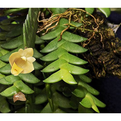 Augustfame - Dendrobium Leonis Minature orchid | Shopee Malaysia