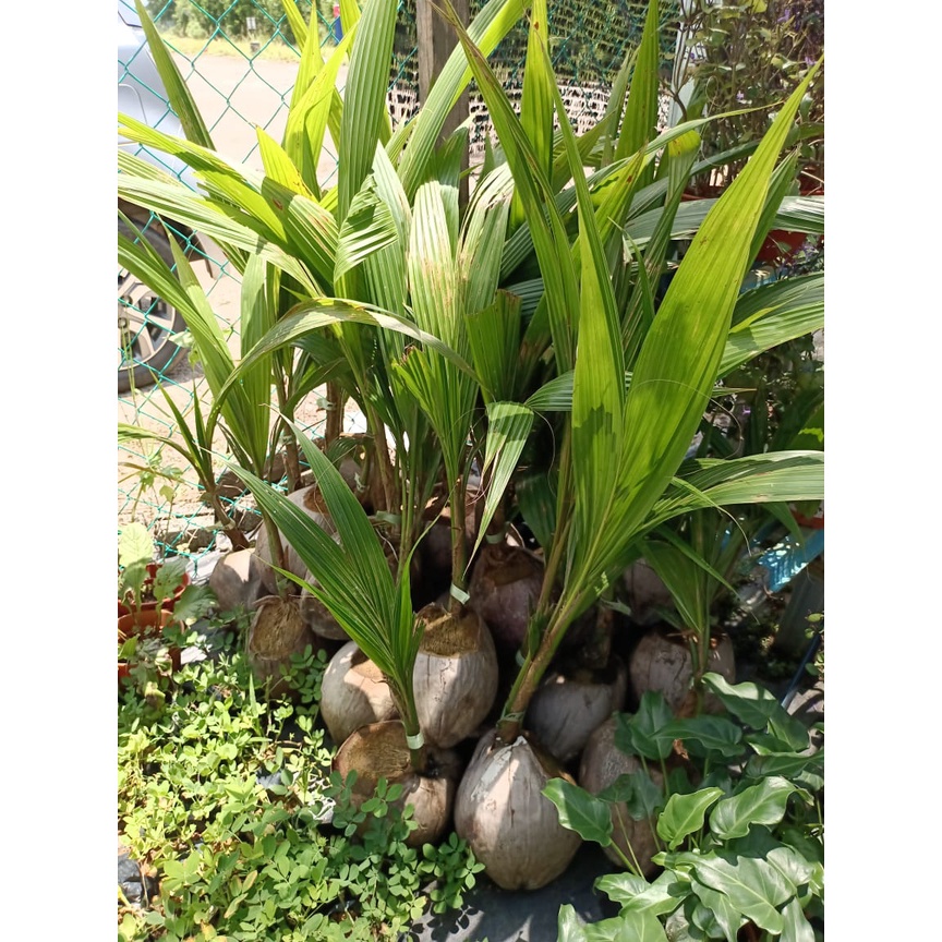MKT - Anak Pokok Kelapa MATAG HIJAU F2 / Kelapa Buah Hijau / Kacukan ...