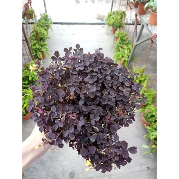 [Paling Horticulture Sdn Bhd] Oxalis Triangularis | Pokok Rama-Rama ...