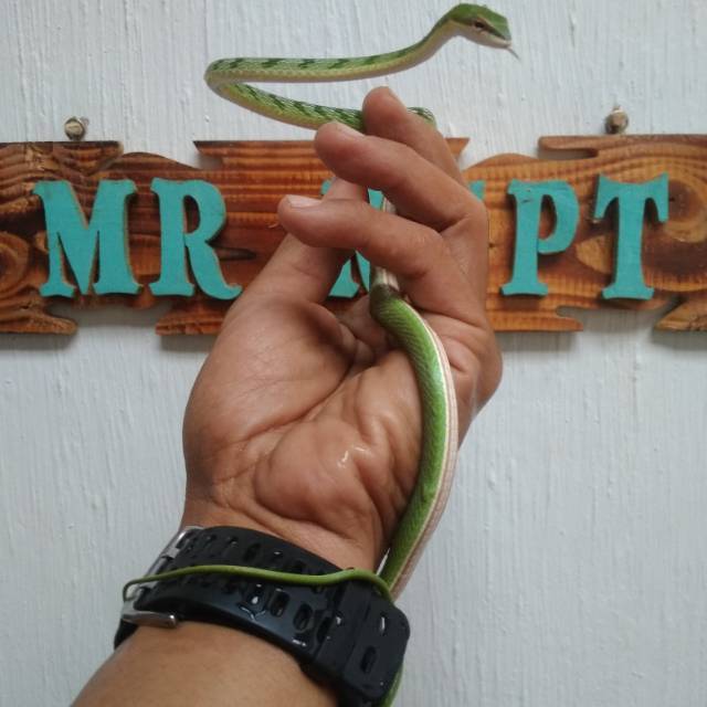 Aht PRSN PRSN (Juve) | Shopee Malaysia