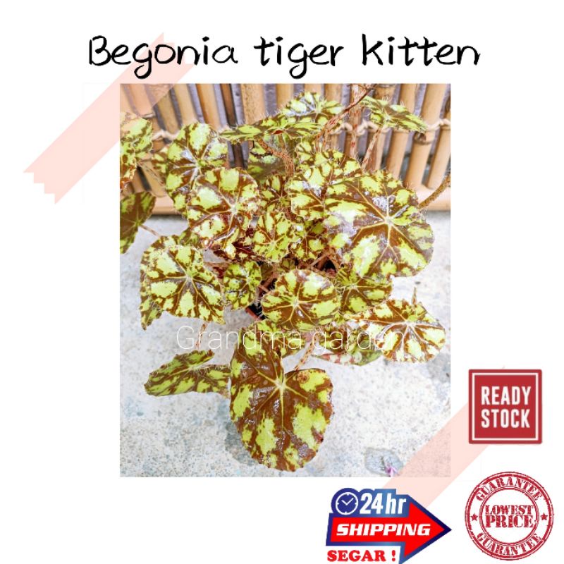 (GG real plant) begonia tiger kitten ^ Pokok hidup hiasan rumah live ...