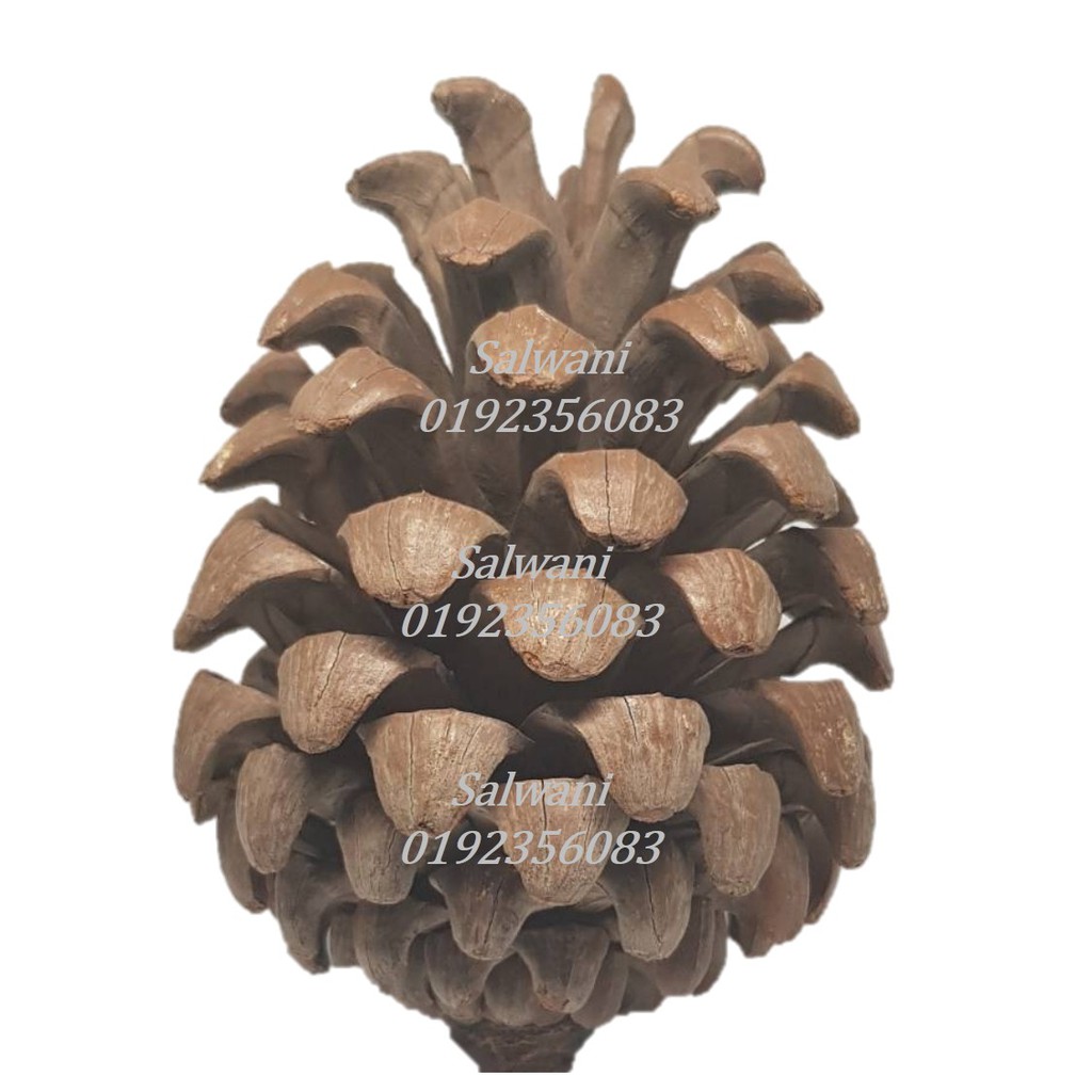 Nenas Batu Asli Mesir 🌰 (Pinophyta) | Pine Cone Original Egypt | Herba ...