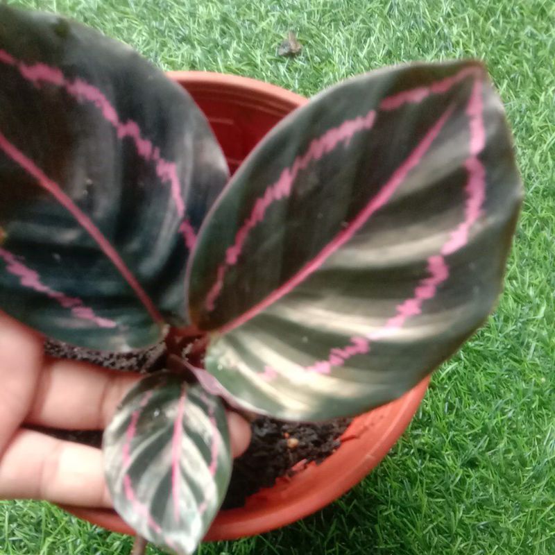 pokok bunga calathea purple | Shopee Malaysia