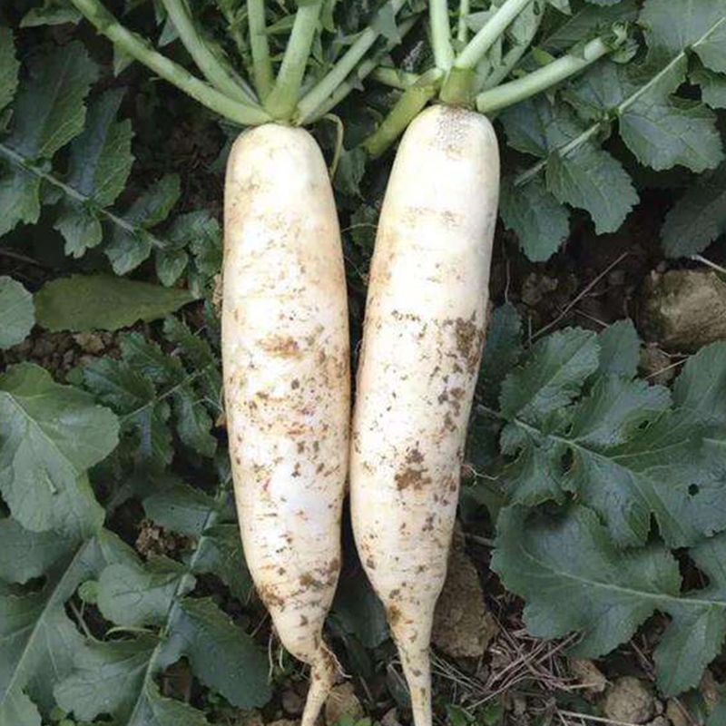 Pelbagai Jenis Biji Benih Lobak /各种胡萝卜籽 /Carrot Family Seeds | Shopee ...