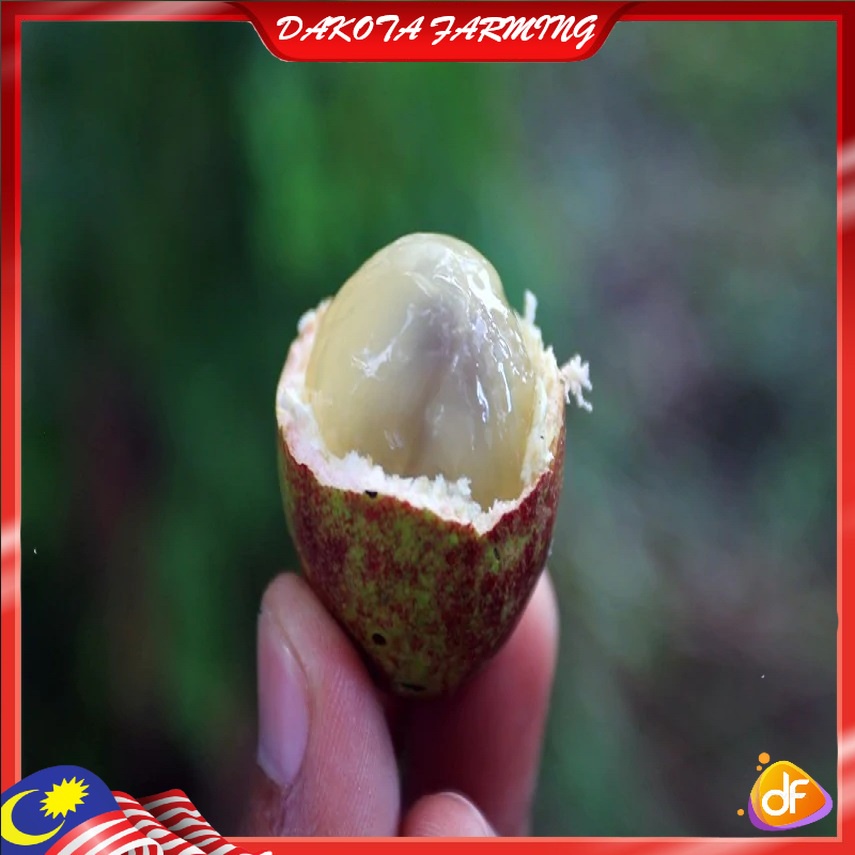 Anak Pokok Matoa Pokok Longan Brazil Pometia Pinnata Sangat Rare Import ...