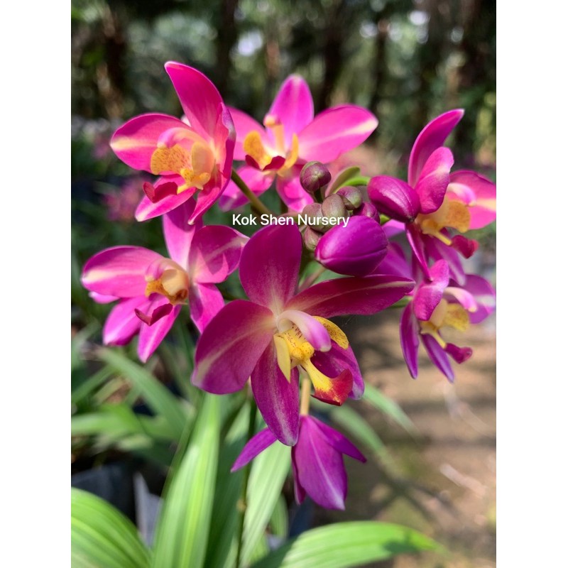 Spathoglottis Orchid（Orkid Pinang）兰花Bunga Warna Purple Outdoor Plant ...