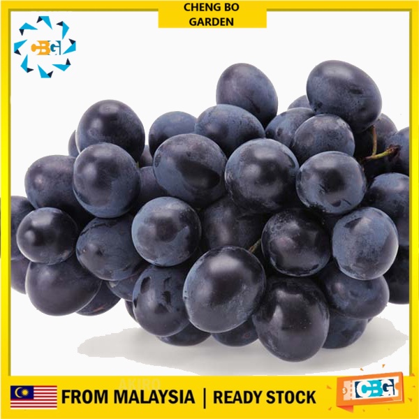 Anak Pokok Anggur Hitam Hybrid Pokok Import Dari Thailand Buah Manis ...